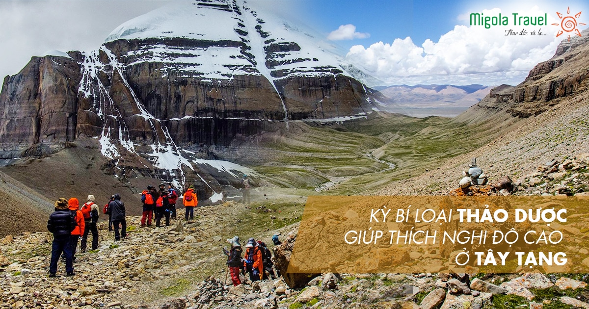 Kỳ bí loại thảo dược giúp thích ứng độ cao ở Tây Tạng